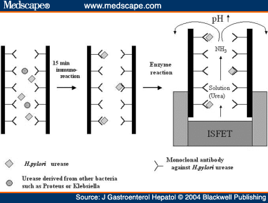 Immonological Rapid Urease Test for Helicobacter Pylori - Page 2