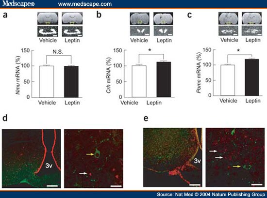 Neuromedin U has a Novel Anorexigenic Effect - Page 2