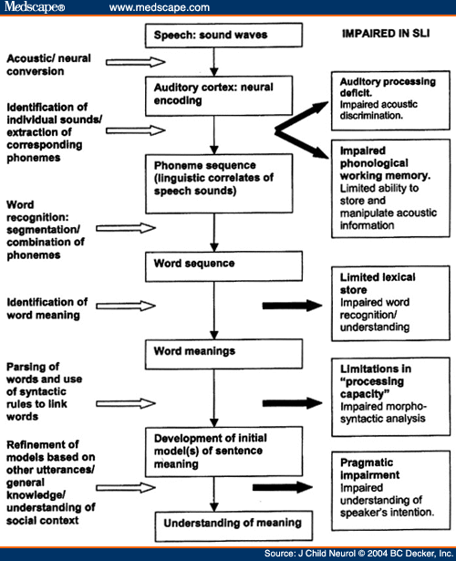 Neurobiology of Specific Language Impairment - Page 13