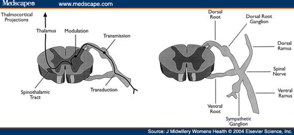 Pain in Women's Health - Page 3