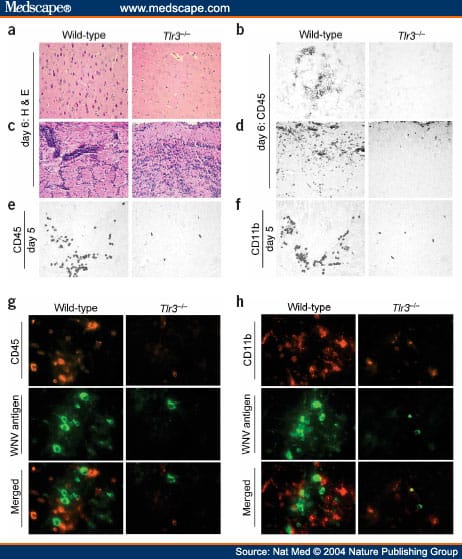 Toll-Like Receptor 3 Mediates WNV Entry Into the Brain - Page 2