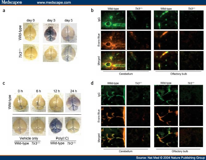 Toll-Like Receptor 3 Mediates WNV Entry Into the Brain - Page 2