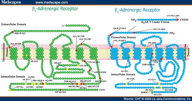 The Emerging Pharmacogenomics of the Beta-Adrenergic Receptors - Page 2