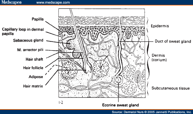 Anatomy and Physiology of the Skin