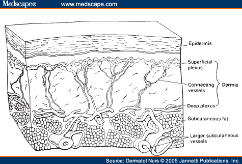 Anatomy and Physiology of the Skin