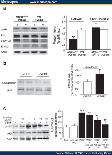 Lactadherin Promotes VEGF-Dependent Neovascularization - Page 2