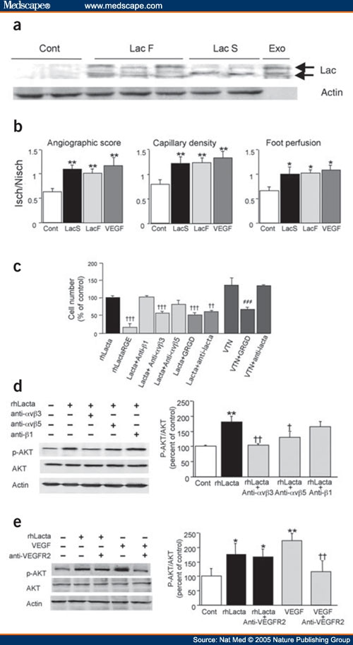 Lactadherin Promotes VEGF-Dependent Neovascularization - Page 2