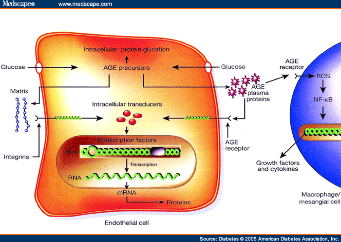 The Pathobiology of Diabetic Complications: A Unifying Mechanism - Page 2