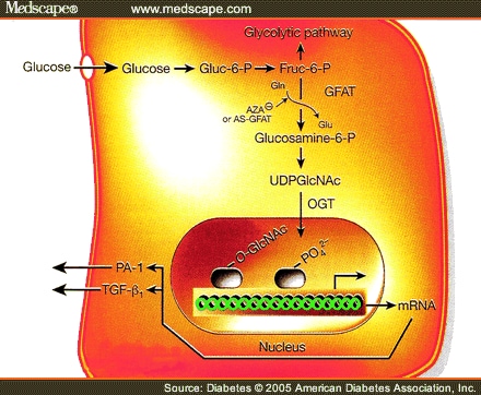 The Pathobiology of Diabetic Complications: A Unifying Mechanism - Page 2