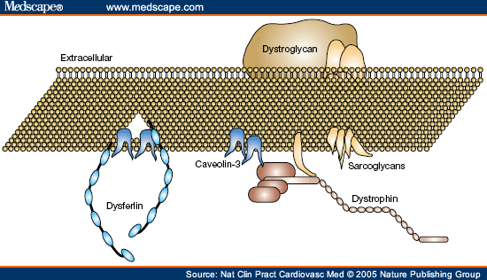 Cardiovascular Complications Associated With Muscular Dystrophy - Page 2