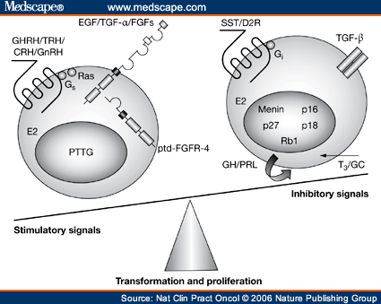 Mechanisms of Disease: The Pathogenesis of Pituitary Tumors