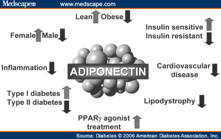 Adipose Tissue: From Lipid Storage to Endocrine Organ