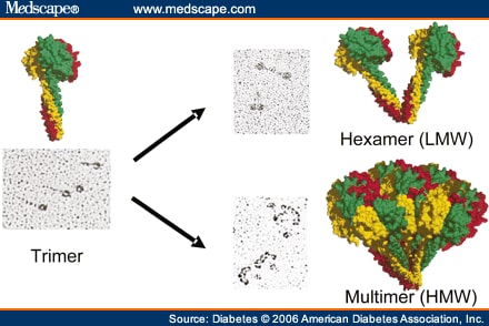 Adipose Tissue: From Lipid Storage to Endocrine Organ
