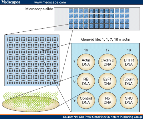 Tuning into the Genetic Orchestra Using Microarrays - Page 2