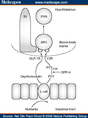 The Role of Oxyntomodulin and PYY in Appetite Control - Page 3