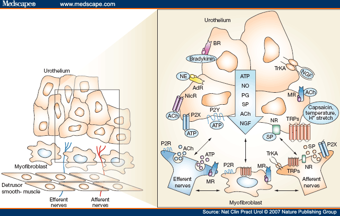 Mechanisms of Disease: Involvement of the Urothelium in Bladder ...