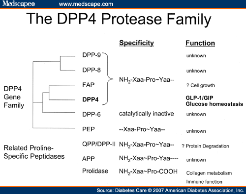 Dipeptidyl Peptidase-4 Inhibition and the Treatment of Type 2 Diabetes