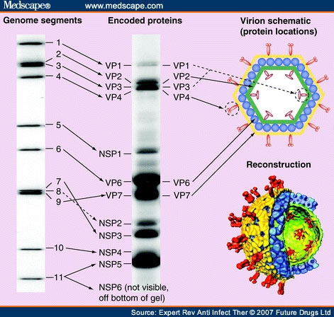 Systemic Rotavirus Infection - Page 2