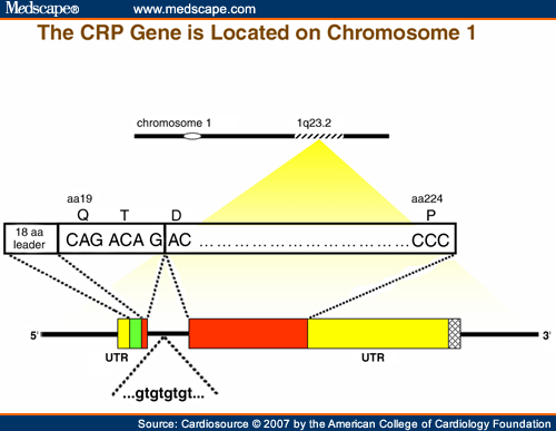 CRP Gene Polymorphisms, CRP Blood Levels, and Cardiovascular Disease ...