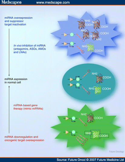 MiRNAs and Their Potential for use Against Cancer and Other Diseases ...