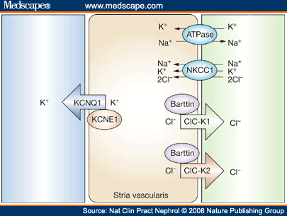 Kidney-specific Chloride Channels ClCKA, ClCKB, and Barttin Subunit ...