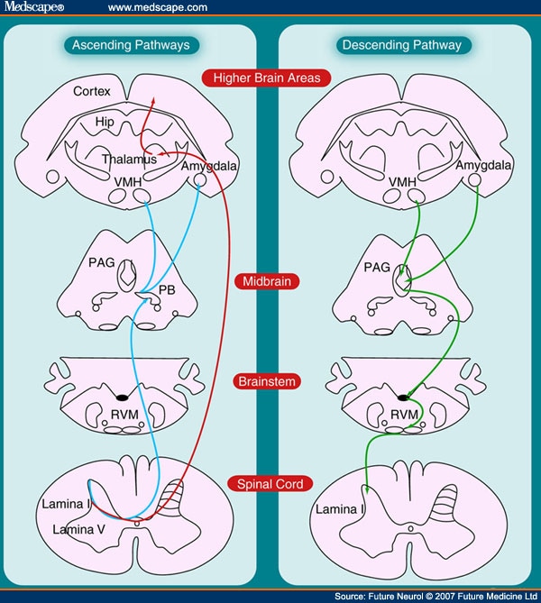 Neuropathic Pain: Multiple Mechanisms at Multiple Sites - Page 9