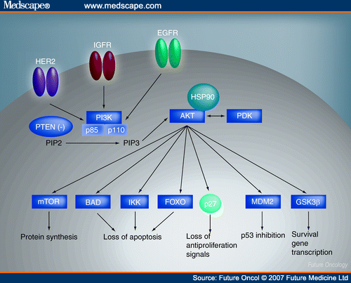 PI3 Kinase/AKT Pathway as a Therapeutic Target in Multiple Myeloma