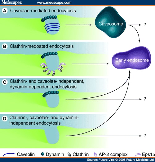 Rotavirus Cell Entry - Page 2