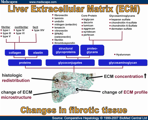 Evolving Concepts of Liver Fibrogenesis