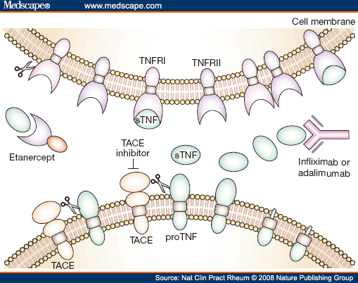 TNF Converting Enzyme as a Pharmaceutical Target for RA
