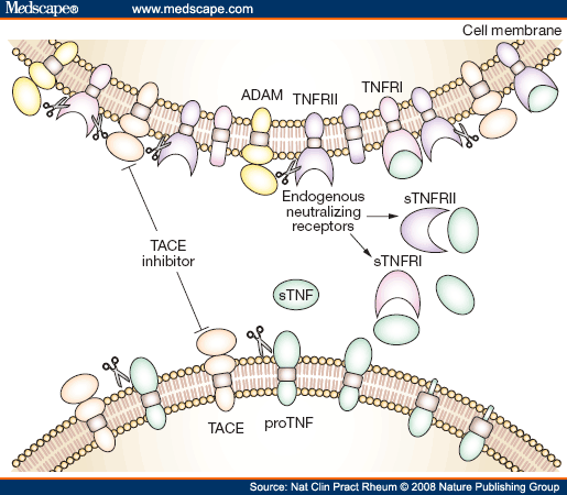 TNF Converting Enzyme as a Pharmaceutical Target for RA - Page 2