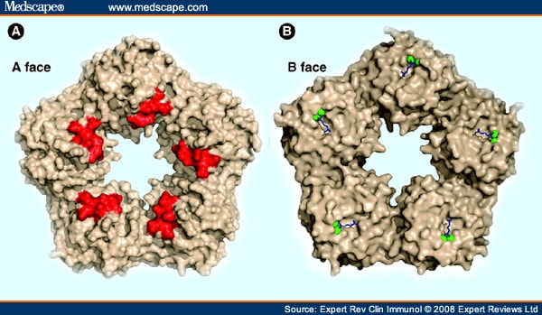 C-reactive Protein at the Interface Between Innate Immunity ...