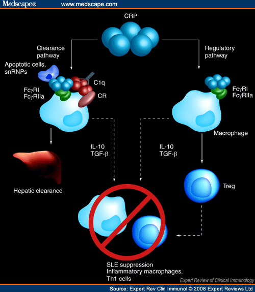C-reactive Protein at the Interface Between Innate Immunity ...