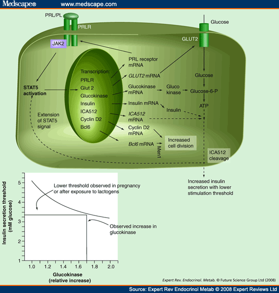 STAT5 Activity in Pancreatic B-cells - Page 6