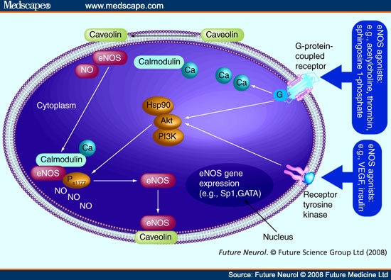 eNOS And Stroke: Prevention, Treatment And Recovery - Page 4
