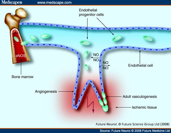 eNOS And Stroke: Prevention, Treatment And Recovery - Page 8