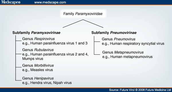The Emergence of Human Metapneumovirus