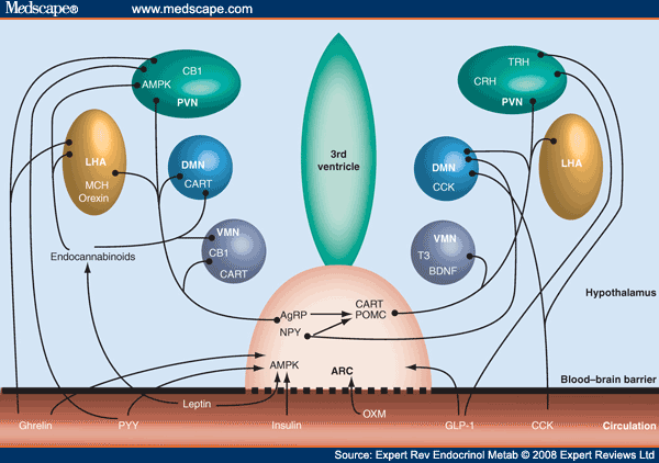 Hypothalamic Regulation of Appetite - Page 2