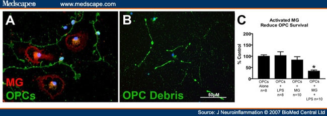 Stage of Oligodendrocytes Determines Response to Microglia In Vitro ...
