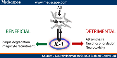 The Role Of Interleukin-1 In Neuroinflammation And Alzheimer Disease