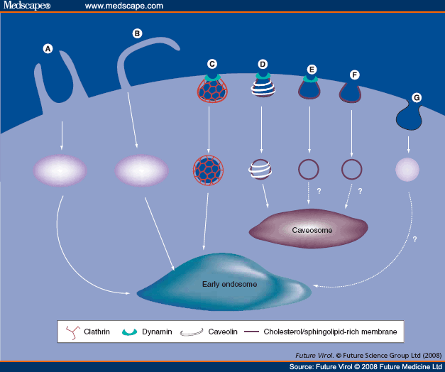 Cell Entry of Dengue Virus - Page 3