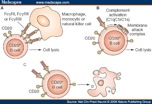 B Cells As Therapeutic Targets In Autoimmune Neurological Disorders ...