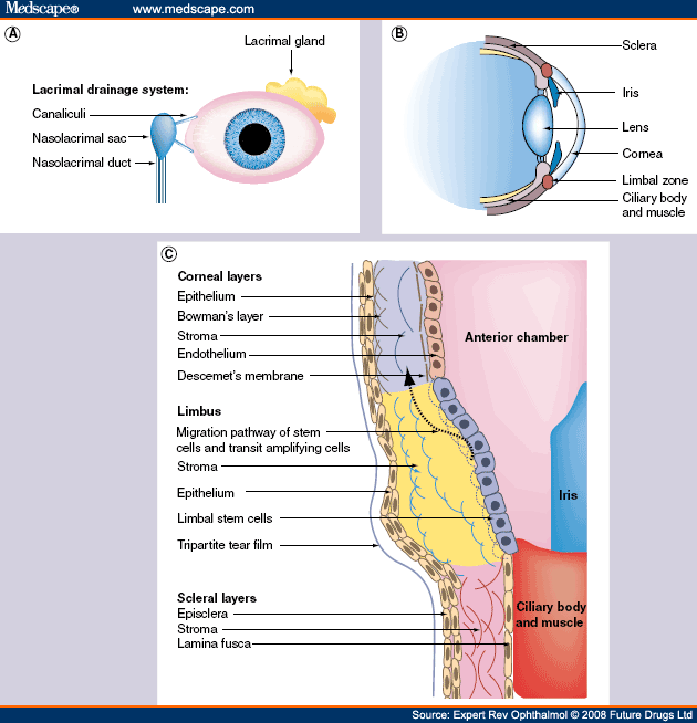 Ocular Surface Reconstruction: Recent Innovations, Post-op Management ...