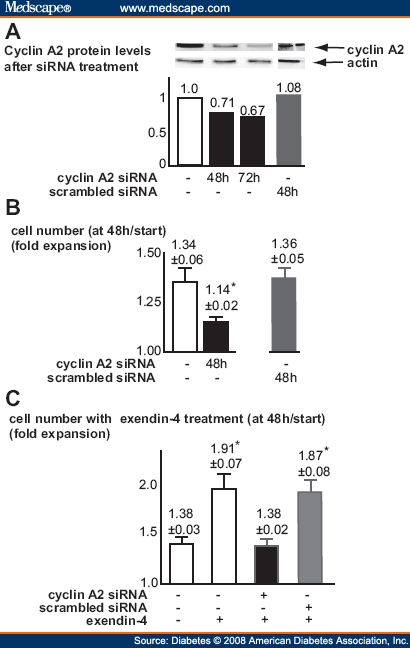 Exendin-4 Stimulation of Cyclin A2 in B-Cell Proliferation - Page 3