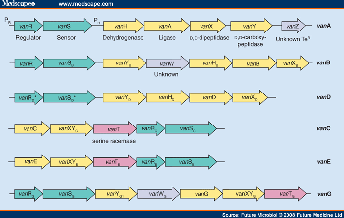 Acquired Vancomycin Resistance in Clinically Relevant Pathogens - Page 2