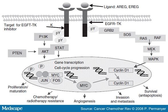 Epidermal Growth Factor Receptor as a Target in Pancreatic Cancer - Page 2