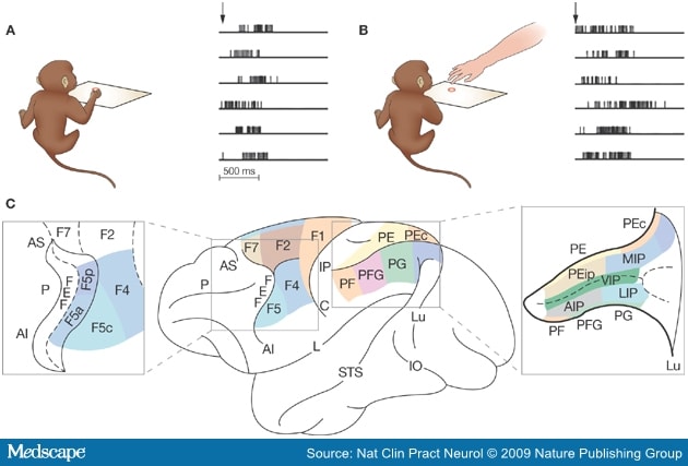 Mirror Neurons and Their Clinical Relevance - Page 2