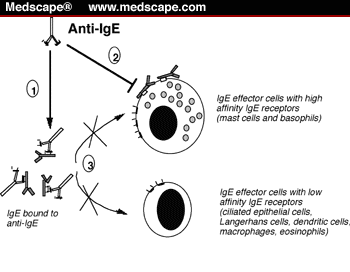 Rationale for Anti-IgE Therapy in Asthma