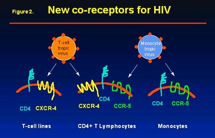 HIV Pathogenesis and Viral Markers