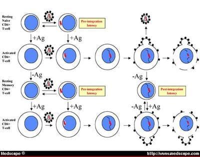 HIV Pathogenesis and Viral Markers